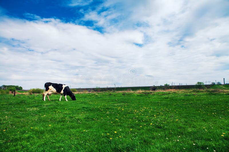 Paddy field stock image. Image of cambodia, landscape - 50860709