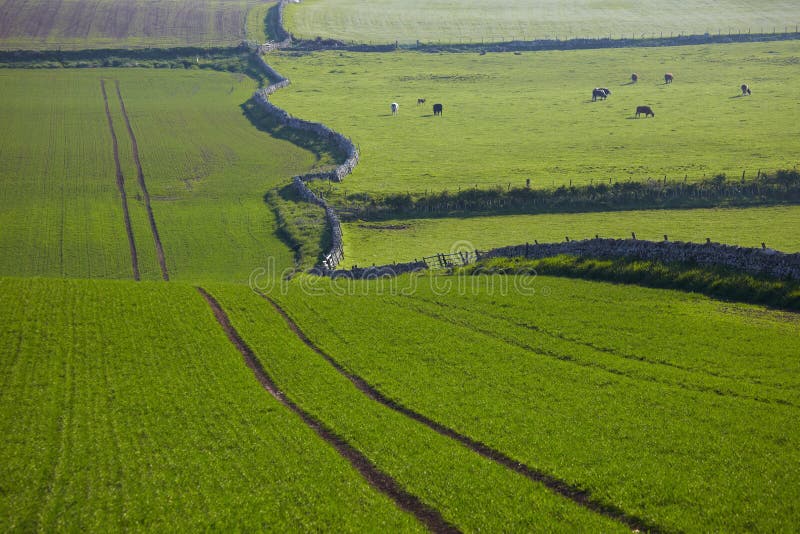 Green field in Scotland stock image. Image of english - 30099057