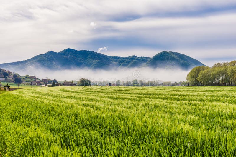 Green Field and Mist in the Morning. Stock Image - Image of plant ...