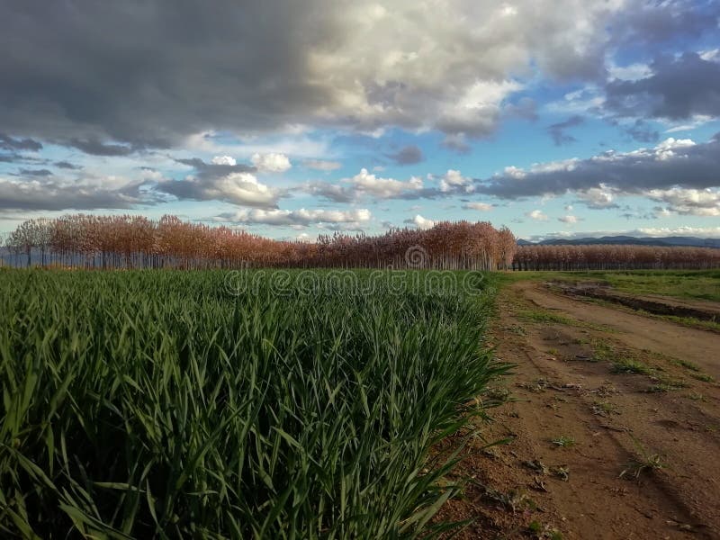 Green Field at the Day Light Stock Photo - Image of field, light: 146219528