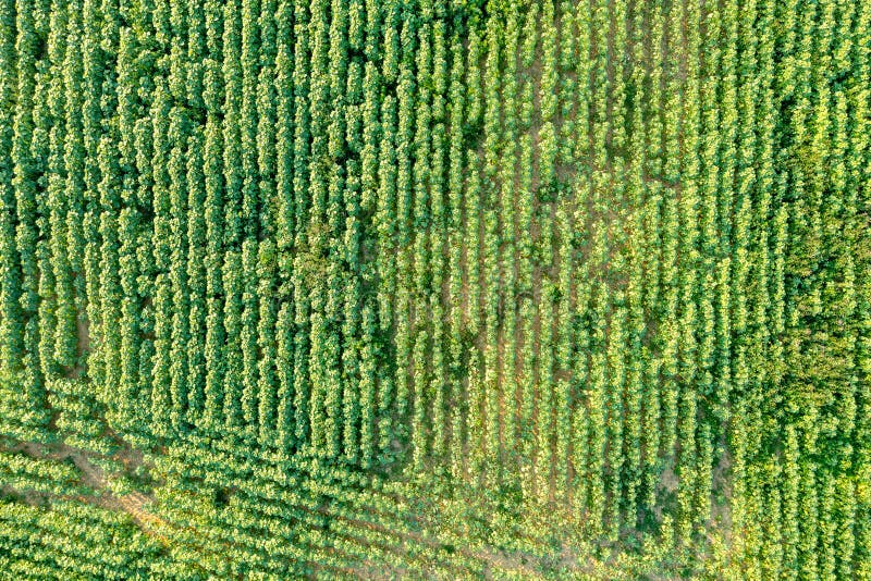 Green Field with Dense Vegetation, Summer Landscape from Above Stock ...