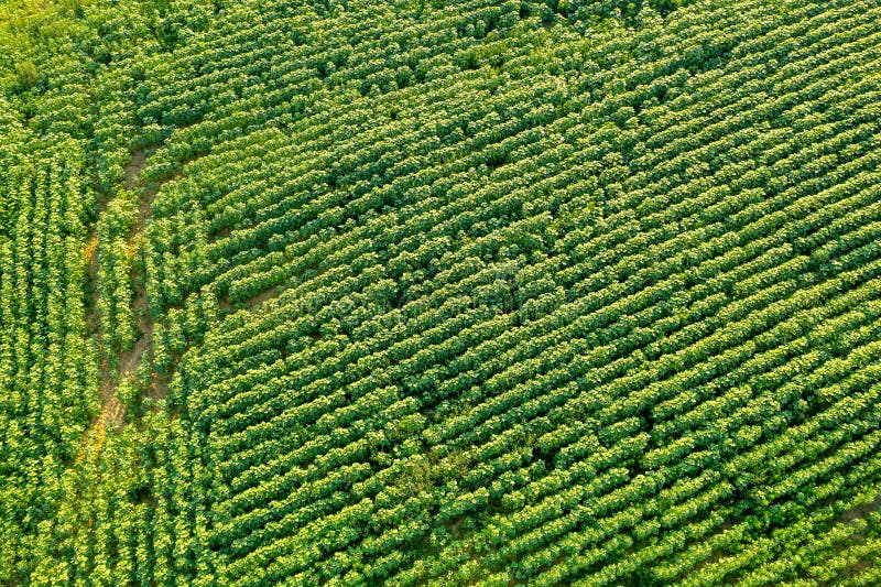 Green Field with Dense Vegetation, Summer Landscape from Above Stock ...