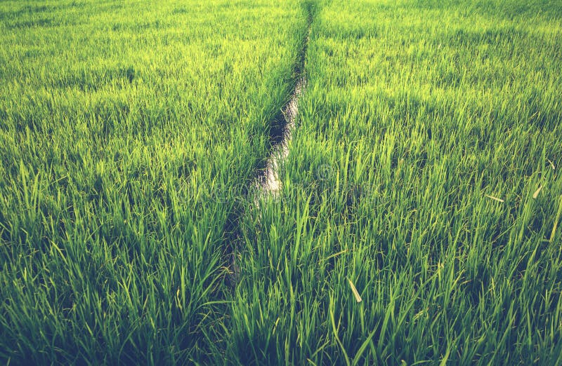 The Green Field in Farm in the Morning. Stock Image - Image of morning ...