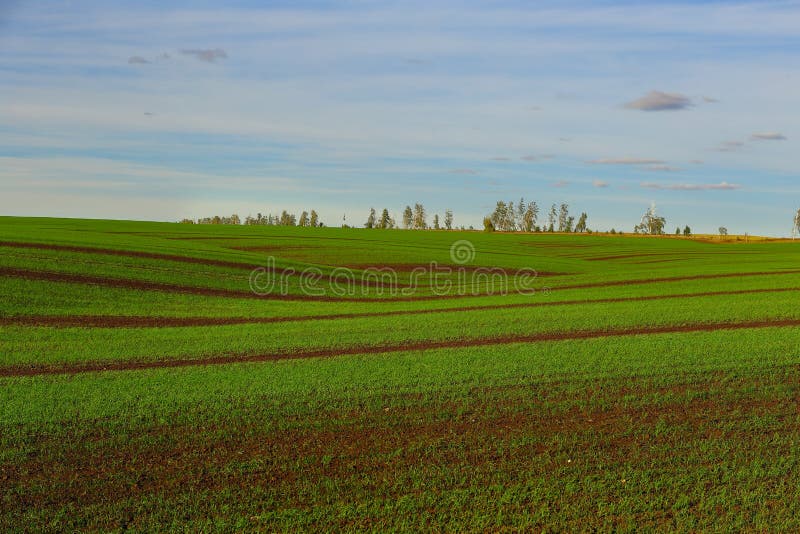 Green field farm. stock photo. Image of early, macro - 65170350