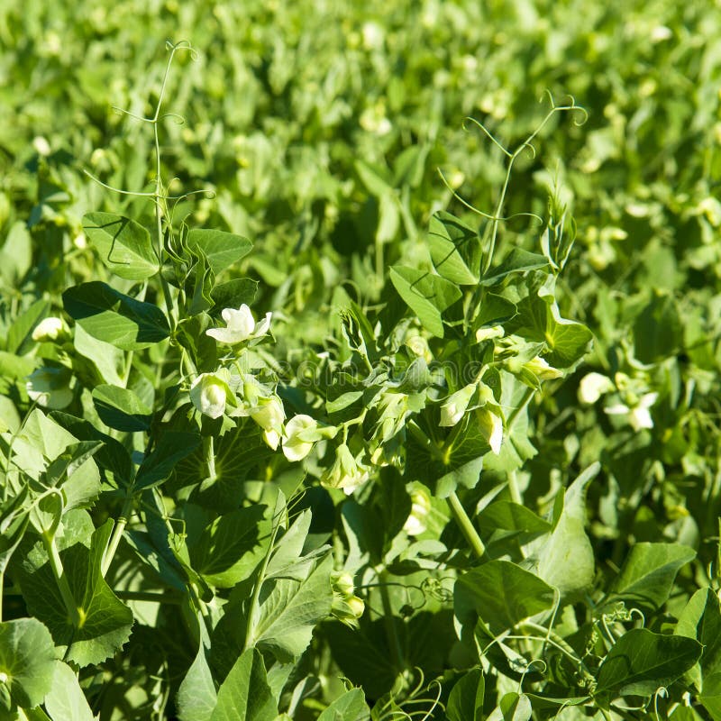 Green Field with Flowering Peas. Bright Background Stock Photo - Image ...