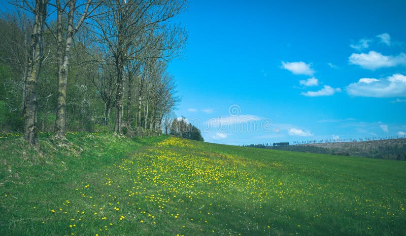 Green Field with Flowers and Trees on a Sunny Day Stock Image - Image ...
