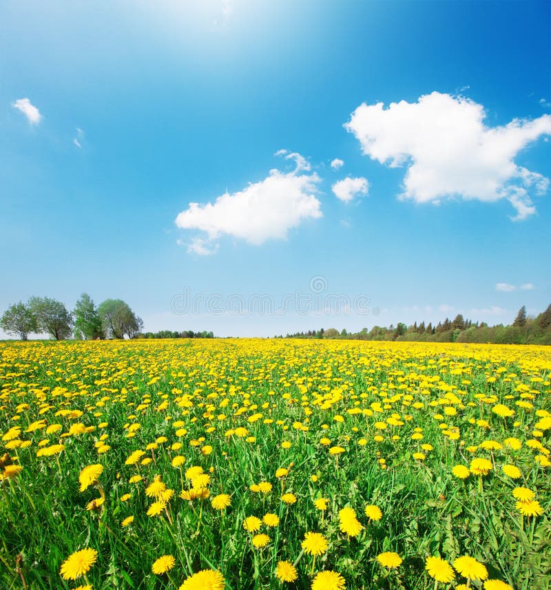 Green Field with Flowers Under Blue Cloudy Sky Stock Photo - Image of ...