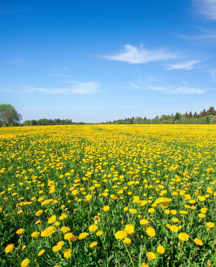 Green Field With Flowers Under Blue Cloudy Sky Stock Photo - Image of ...