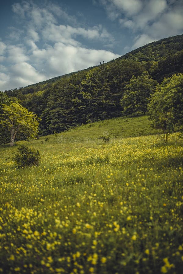 Green field and forest stock photo. Image of flower - 191059650