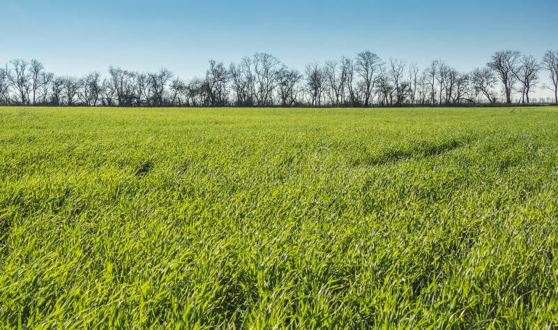 Forest Belt, Forest Line, Deep Blue Sky View, Field, Electric Wires ...
