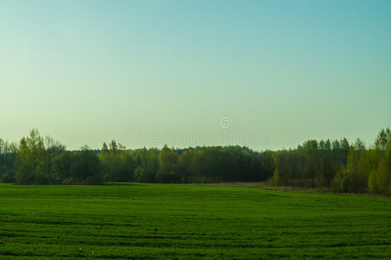 Green Field and the Forest Nature Background Stock Image - Image of ...
