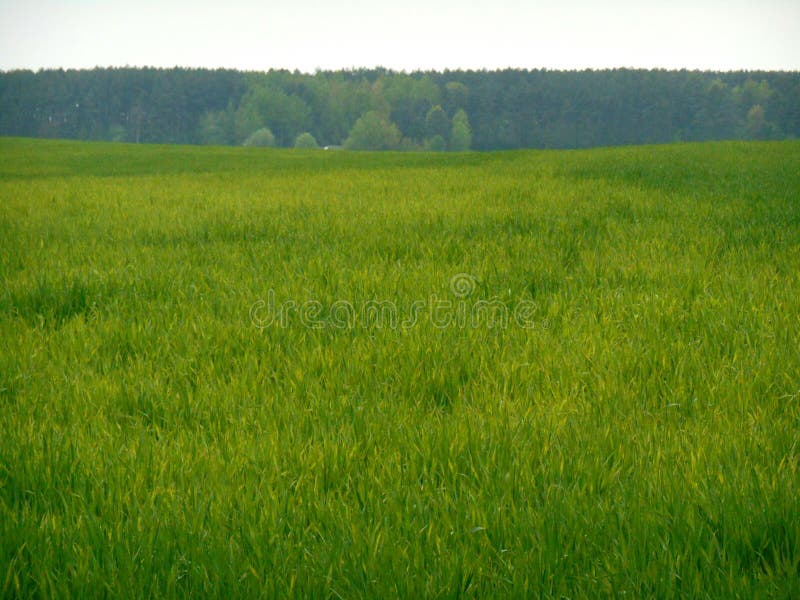 Green field and forest stock photo. Image of spring, background - 95631186