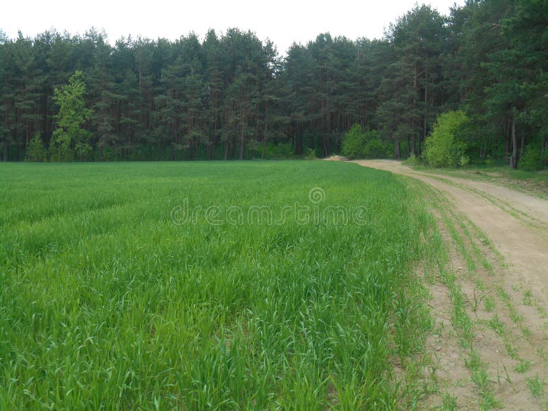 Green field and forest stock image. Image of beautiful - 95631221