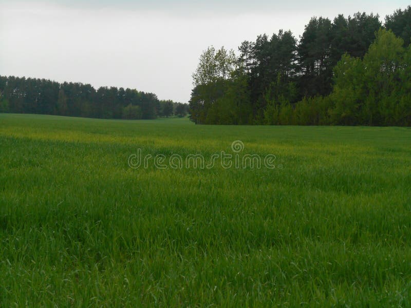 Green field and forest stock photo. Image of flora, field - 95631230