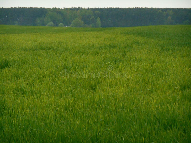 Green field and forest stock image. Image of forest, beautiful - 95631575