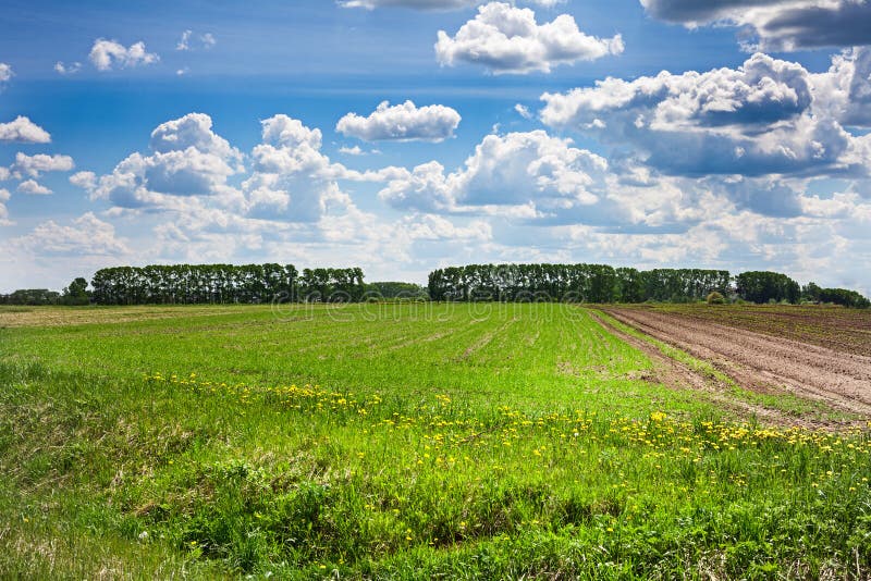 Green Field with Fresh Grass. Perspective View Stock Photo - Image of ...