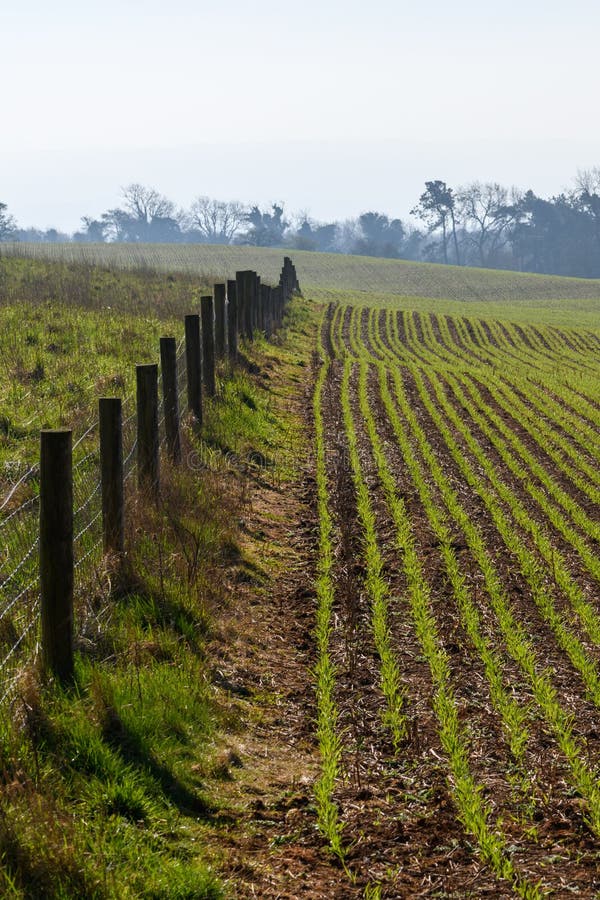 Green Field of Freshly Planted Crops Stock Photo - Image of nature ...