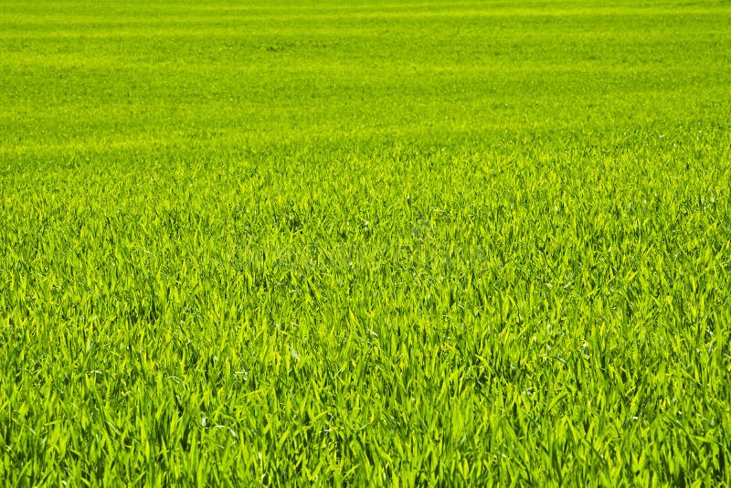 Green Field of Grain in Late Spring on a Sunny Day Stock Image - Image ...