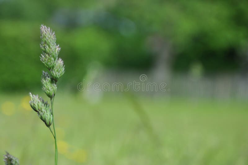 Grass on the Field - Close Up Photo Stock Image - Image of plant ...