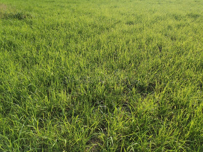 A green field of grass stock image. Image of grass, meadow - 201287683