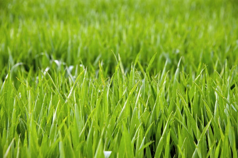 Green Field stock image. Image of crop, infinity, landscape - 31230189
