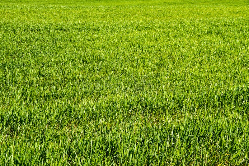 Green Field of Grass Texture Background Stock Image - Image of back ...
