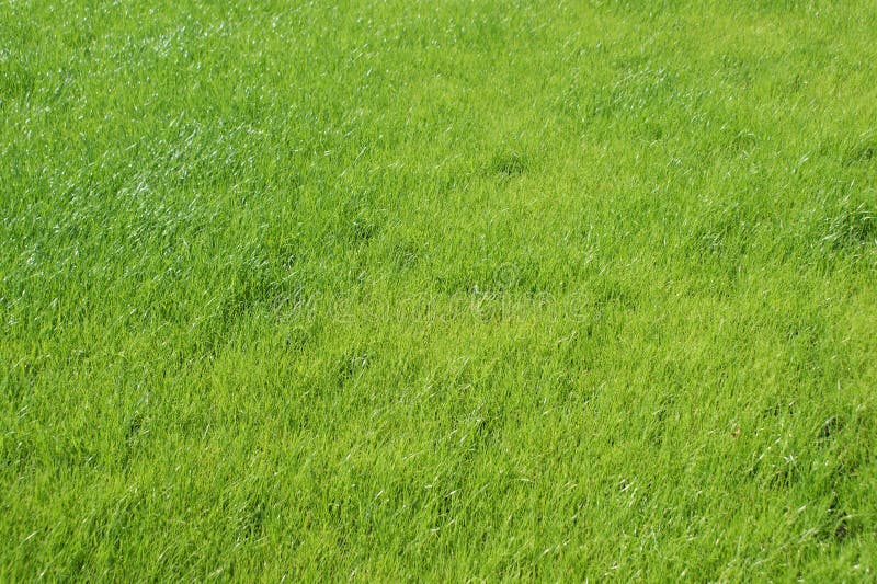 Green Field of Grass Waving by Wind Stock Photo - Image of grass ...