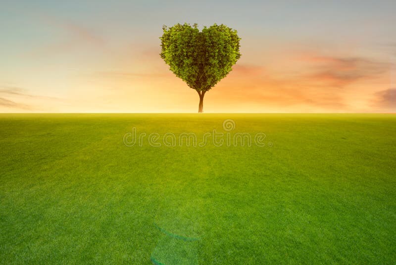 Green Field with Heart Shape Tree on Sunset Background Stock Image ...