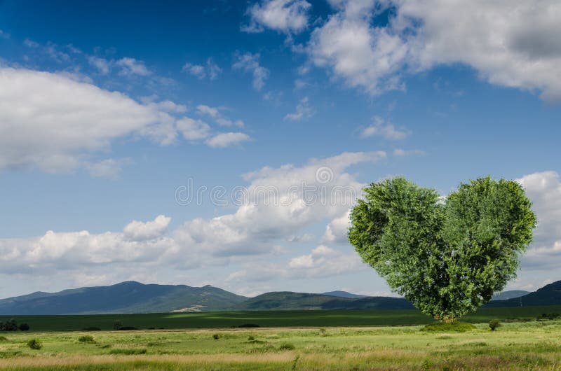 Green field and heart tree stock photo. Image of outside - 32724544