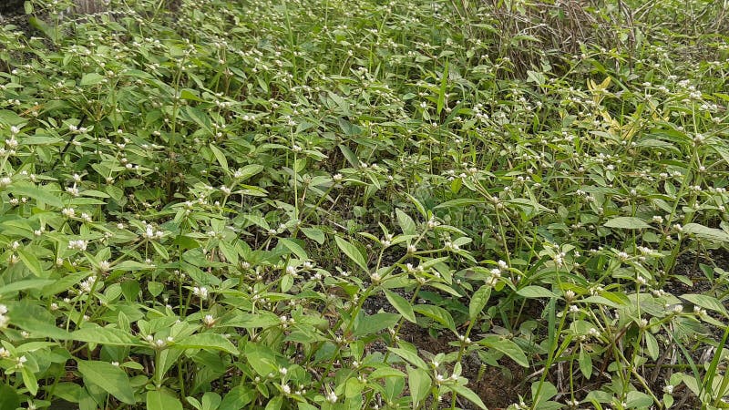 A Green Field with Herbs and Shrubs after Summer Stock Photo - Image of ...
