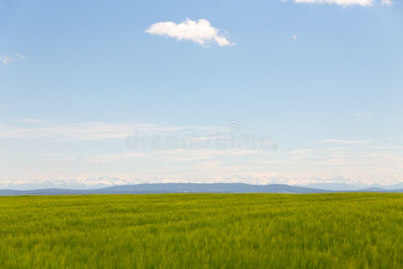 Green Field, on the Horizon the Alps Stock Image - Image of forest ...