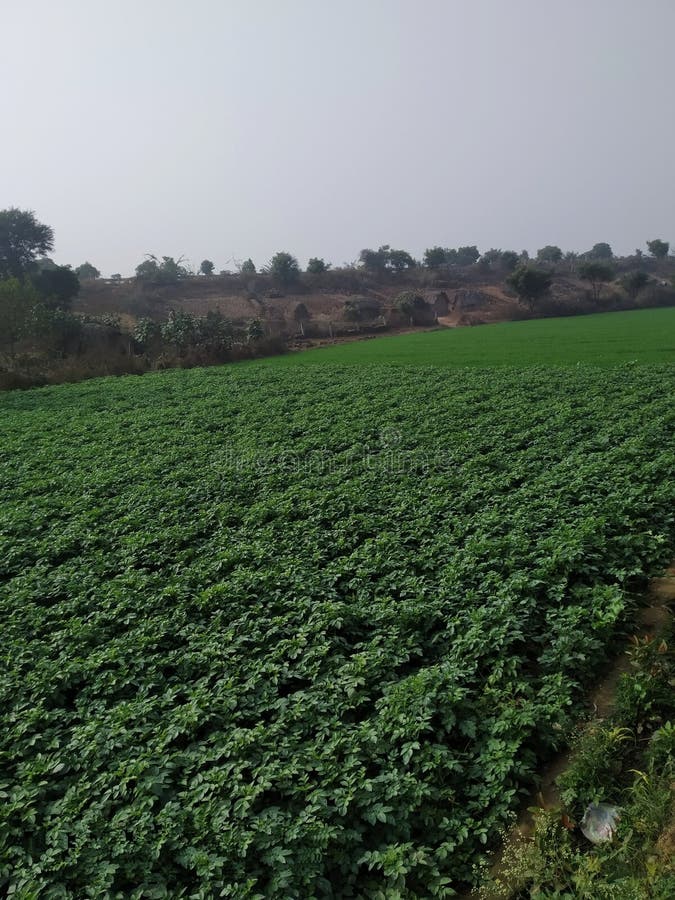 Green field in India stock photo. Image of highway, india - 168192152