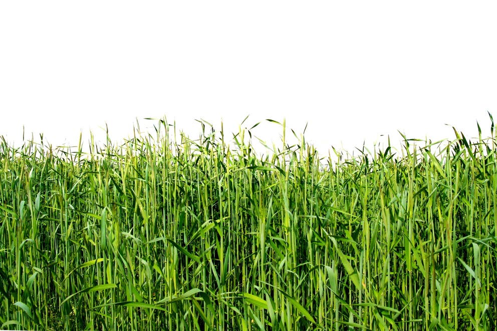 Green field isolated stock image. Image of environment - 5208951