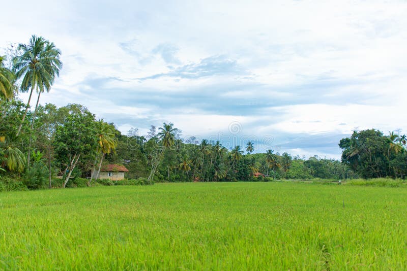 Green Field in the Jungle of Sri Lanka Stock Photo - Image of flora ...