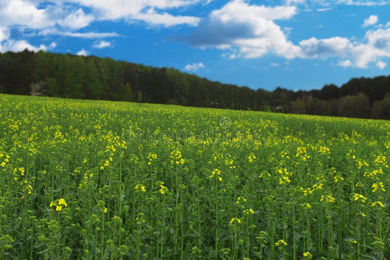 Green field landscape stock photo. Image of landscaped - 113655288