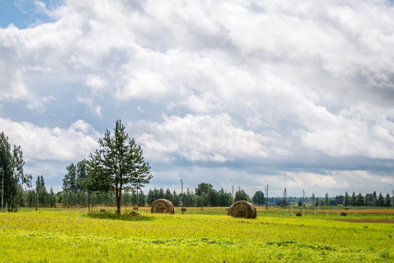 Oak Tree in Latvia Just before Sunset Stock Photo - Image of cloudy ...