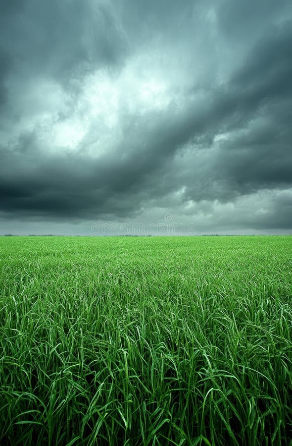 The Green Field Lies Beneath a Somber Sky of Storm Clouds and Summer ...