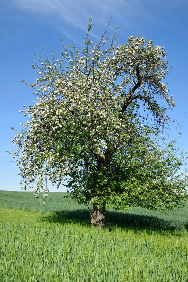 Green Field with Lone Tree Apple Blossom Stock Photo - Image of field ...