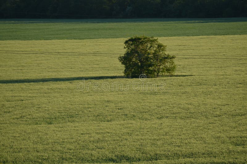 Green field. lonely tree stock image. Image of abstract - 104126833