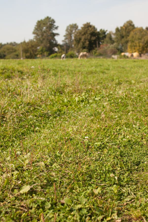 Green Field of Low Grass with Prelaskom Fall Stock Photo - Image of ...