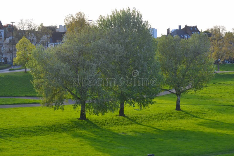 On the Green Field with Many Trees with Green Leaves Stock Image ...