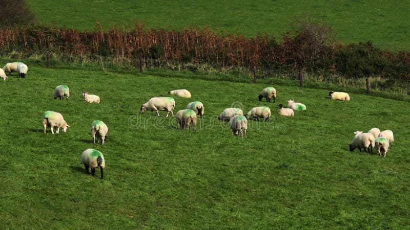 A Green Field with Multiple Sheep Grazing, Bordered by a Fence and ...