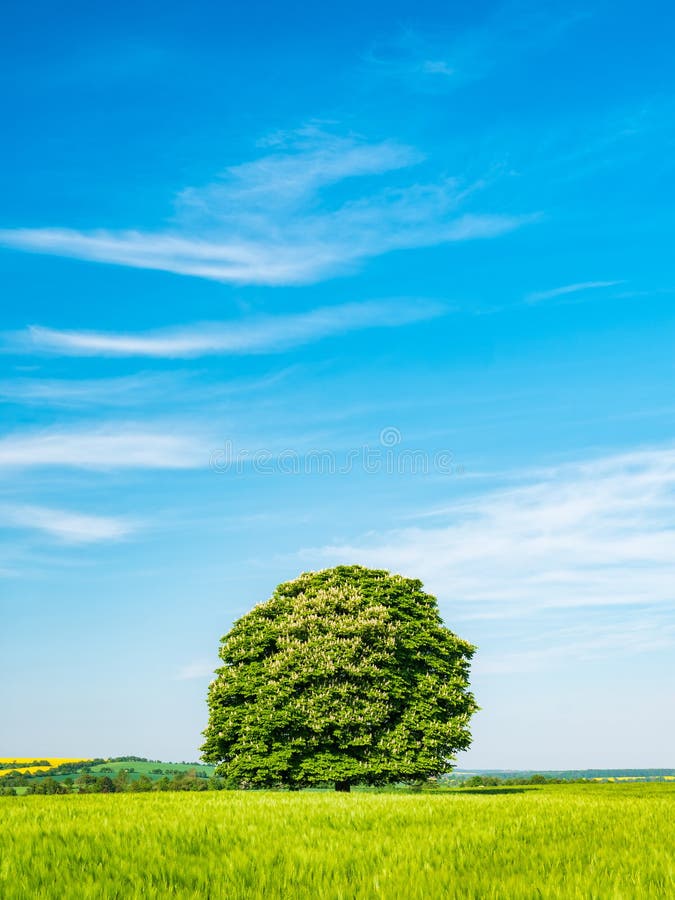 Green Field with Nicely Shaped Chestnut Tree in Full Bloom Under Blue ...