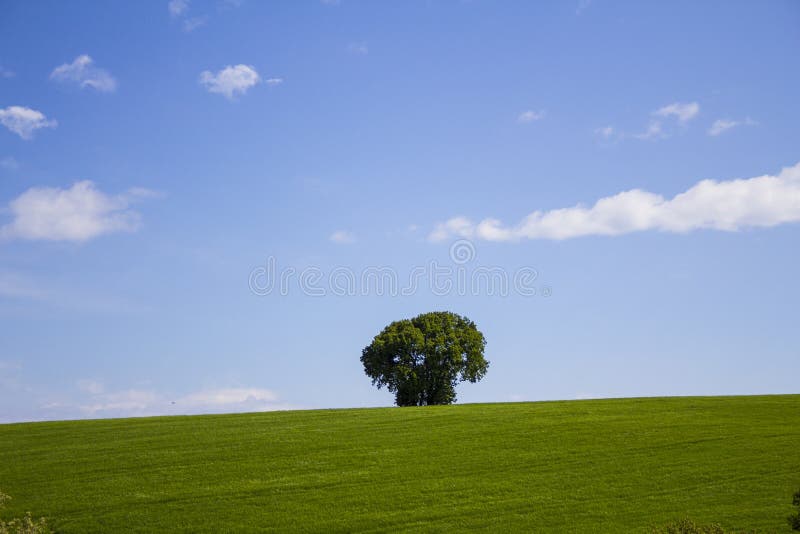 Green field one tree stock image. Image of countryside - 146767239
