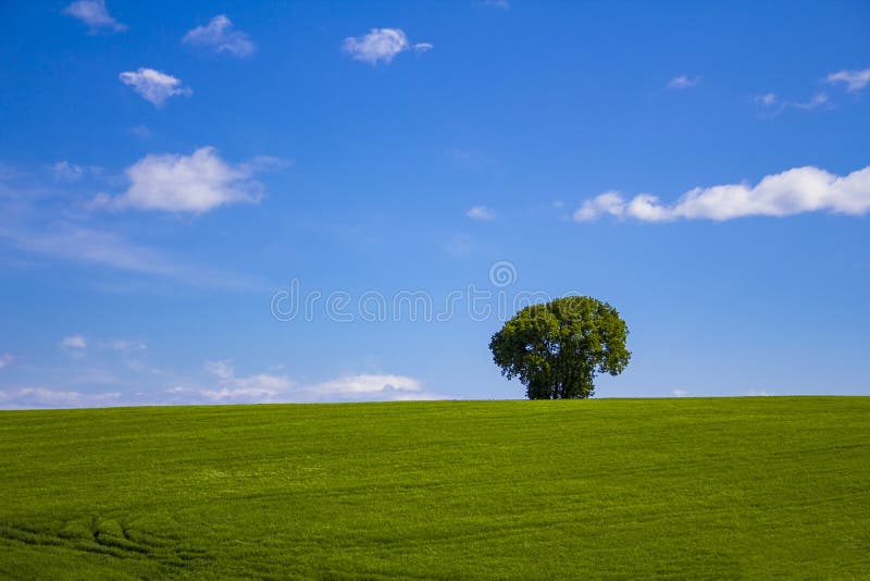 Green field one tree stock image. Image of blue, grass - 162970695