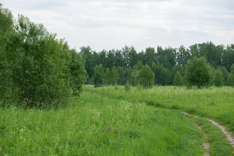 Green Field Overlooking the Forest in the Distance Stock Image - Image ...