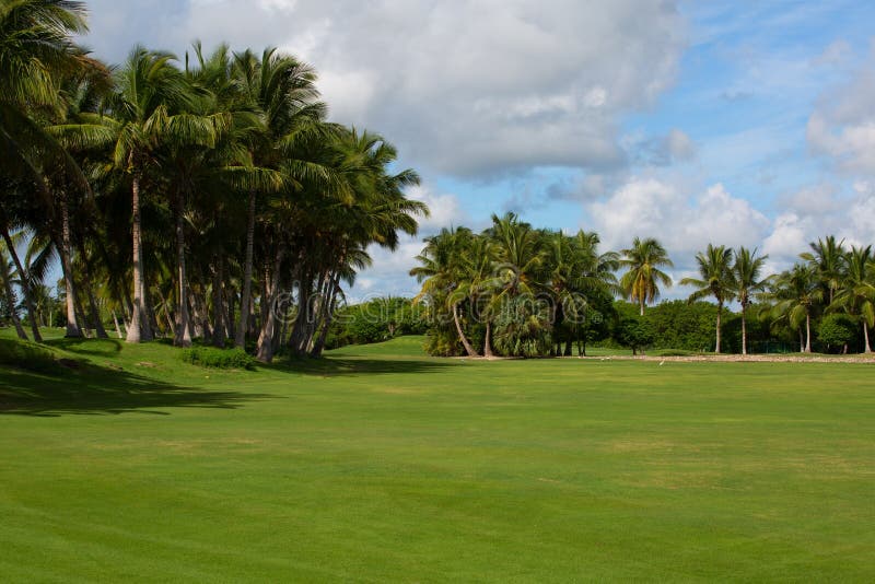 Green Field with Palm Trees Stock Photo - Image of trees, tropics: 39682244