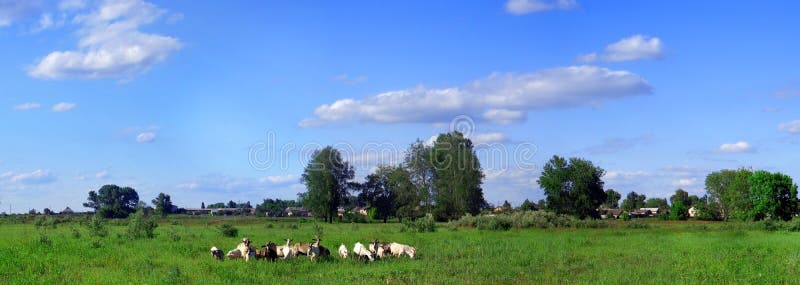 Green field panorama stock photo. Image of grass, horizon - 5600266