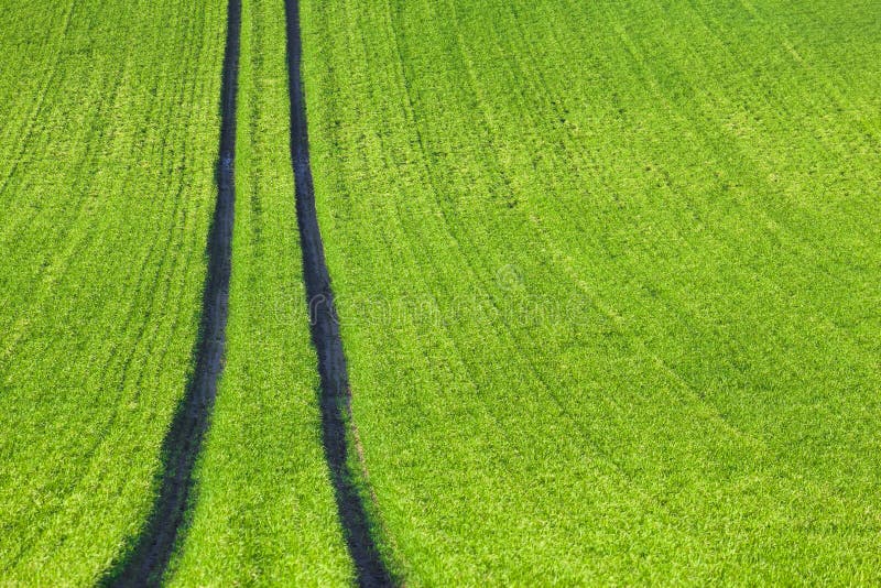 Green Field Path stock image. Image of crop, path, nature - 49152585