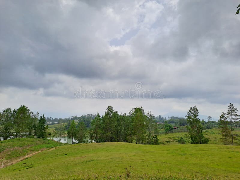 Green field and pine tree stock photo. Image of cloud - 272419006
